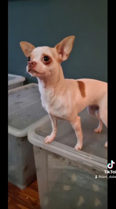 Civave stenci (chihuahua)