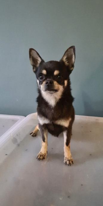 Civave stenci (chihuahua)