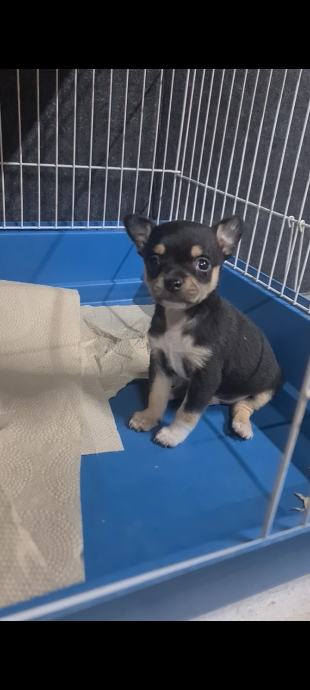 Civave stenci (chihuahua)