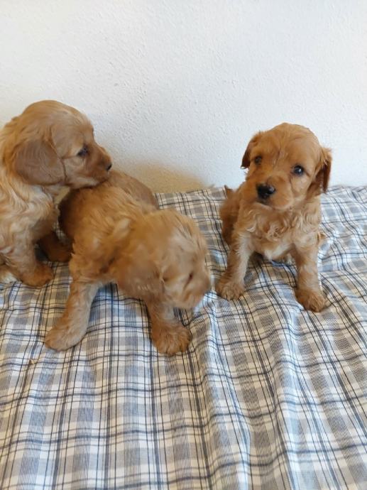 cockapoo štenci [mini pudl +koker španijel]