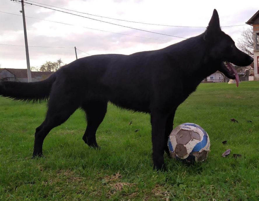 Crni njemački ovčar