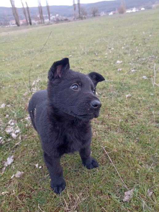 crni njemački ovčar stenci