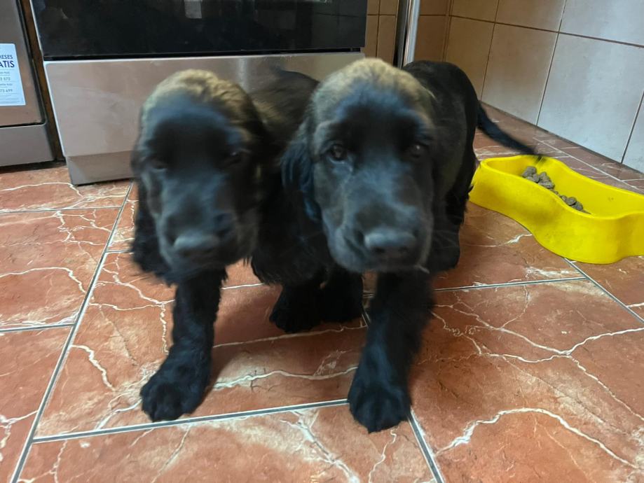 Crni štenci koker španijela