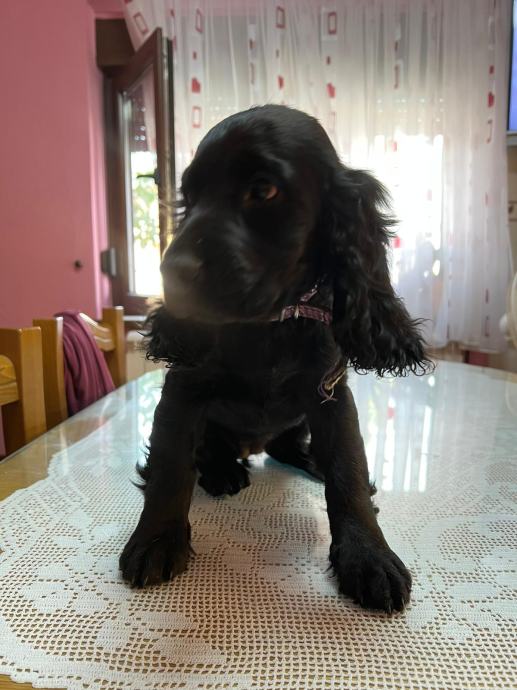 Crni štenci koker španijela