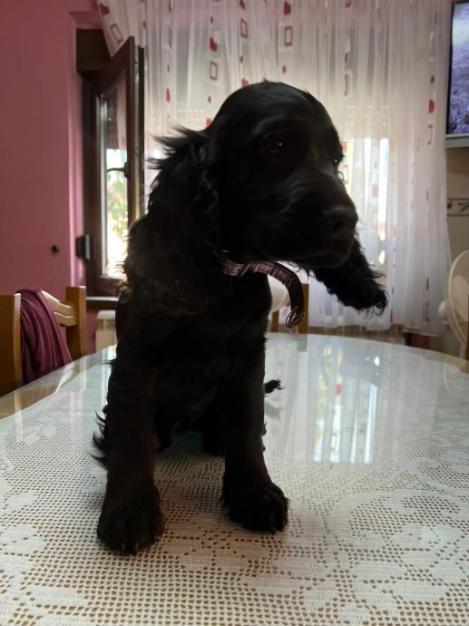 Crni štenci koker španijela