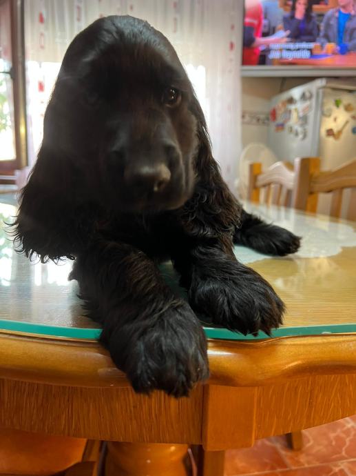 Crni štenci koker španijela