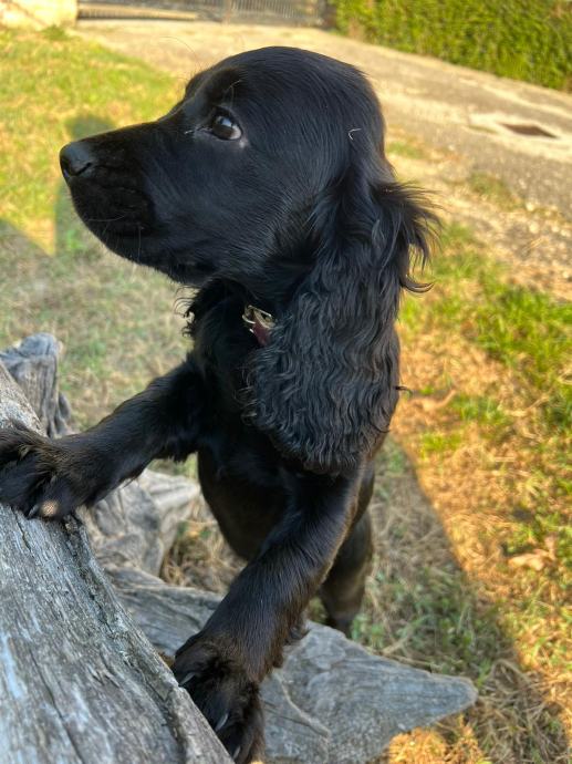 Crni štenci koker španijela