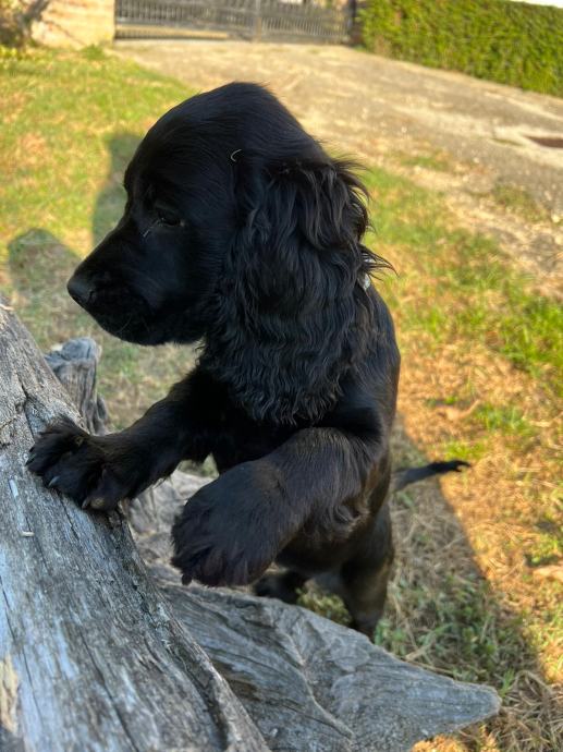 Crni štenci koker španijela