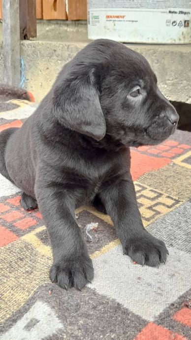 Crni štenci labradora