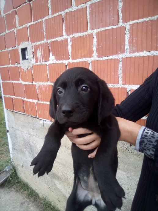 Crni štenci labradora