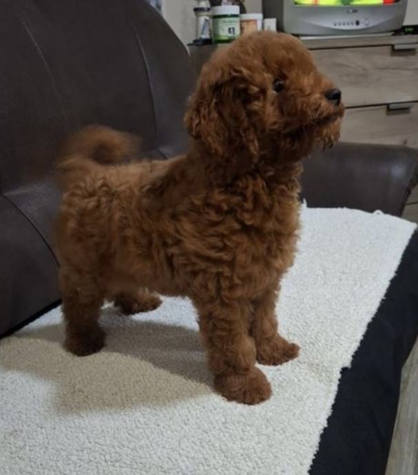 Pudla 4 mj DOVOZ ZG-ZD