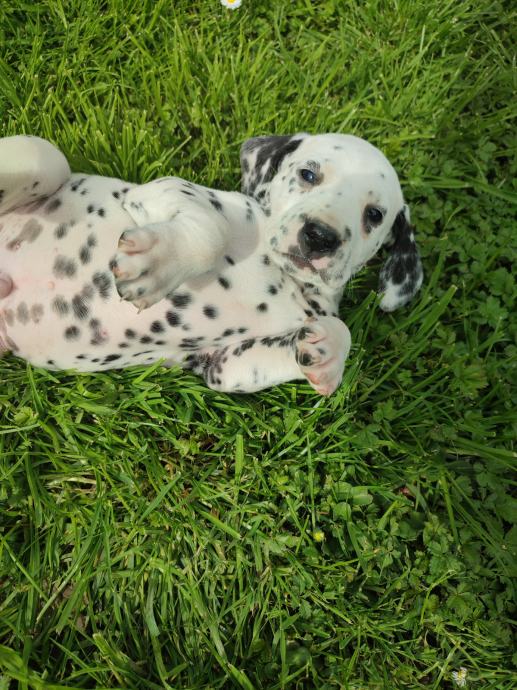 Dalmatinski pas štenci - Dalmatiner