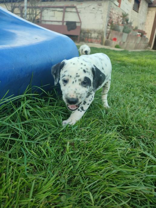 Dalmatinski pas štenci - Dalmatiner