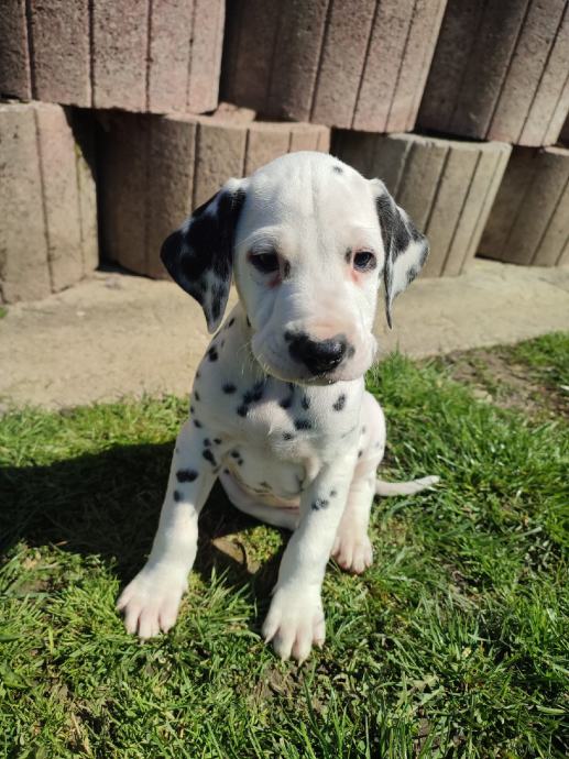 Dalmatinski pas štenci - Dalmatiner