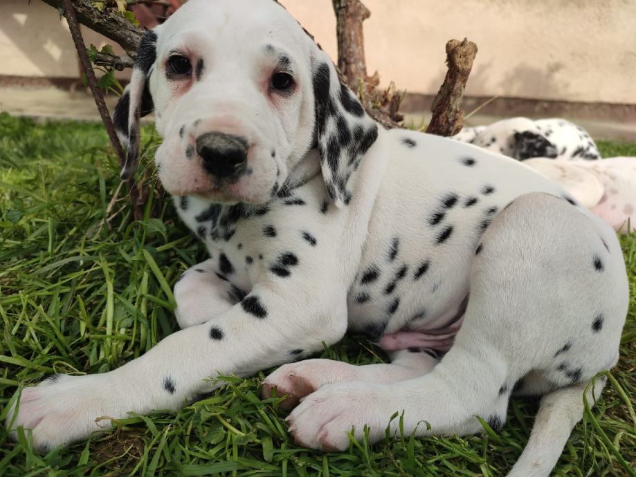 Dalmatinski pas štenci - Dalmatiner