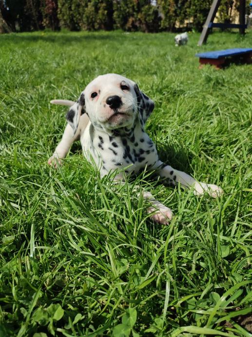 Dalmatinski pas štenci - Dalmatiner