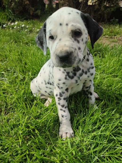 Dalmatinski pas štenci - Dalmatiner