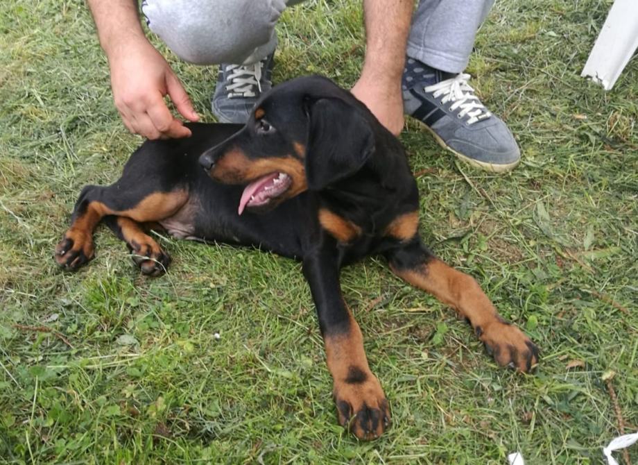 Doberman musko stene