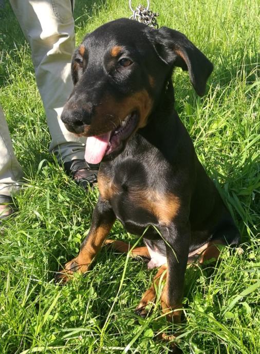 Doberman musko stene