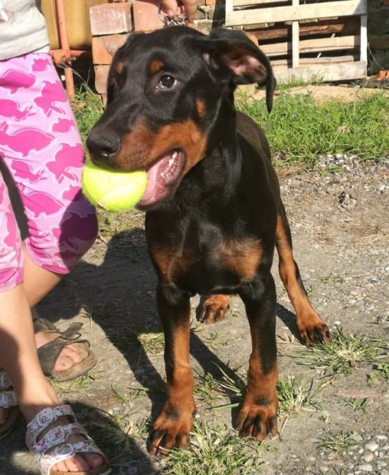Doberman musko stene