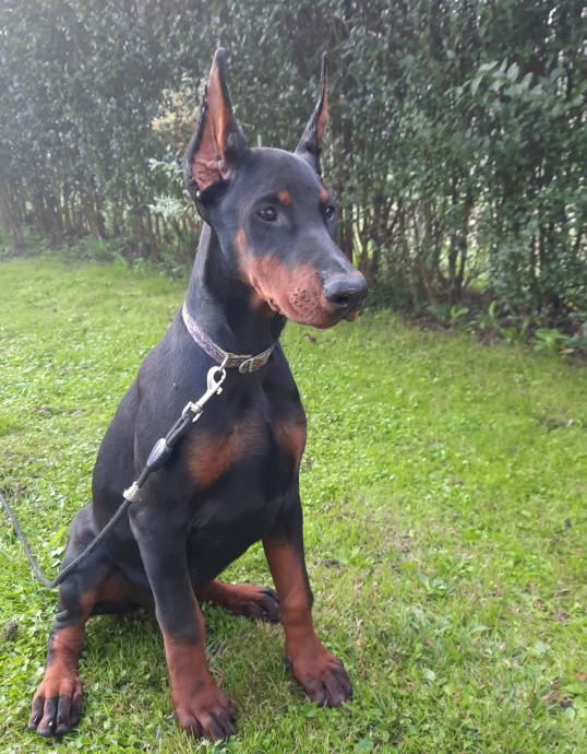 Doberman
