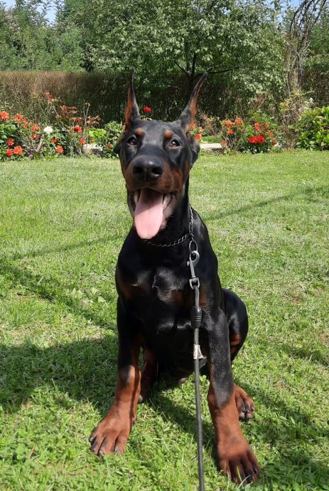 Doberman