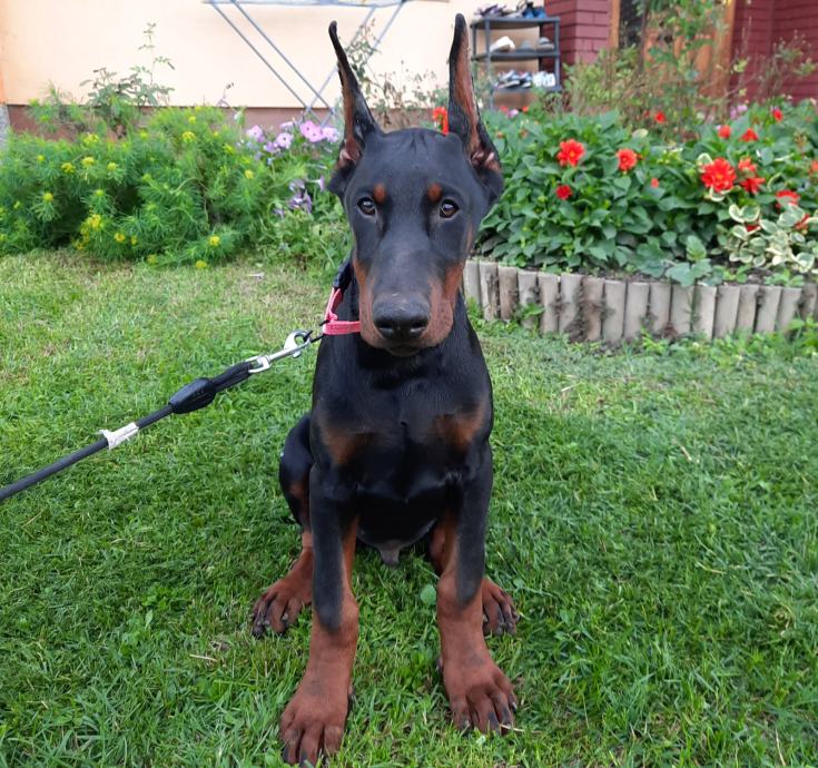 Doberman