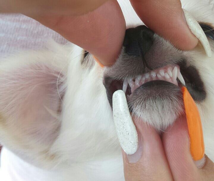 Dugodlake CIVAVE - izlozbenog kvaliteta