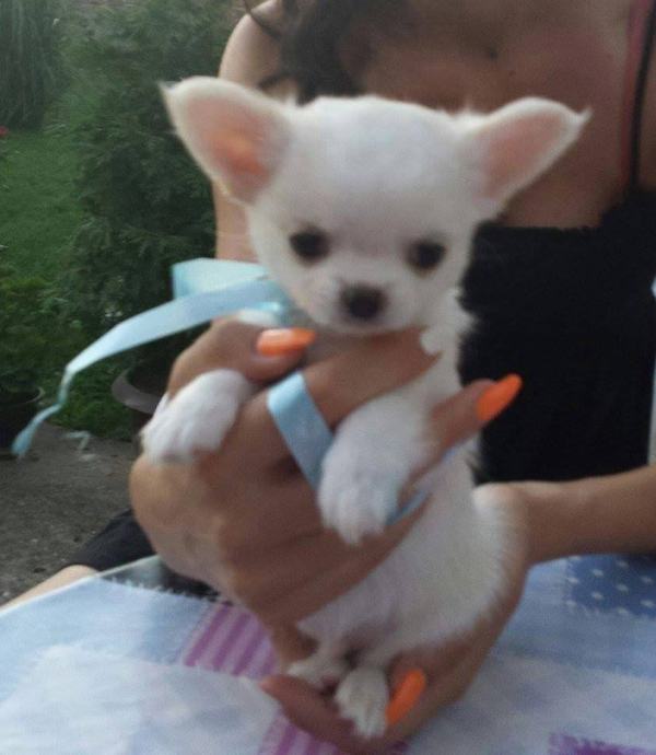 Dugodlake CIVAVE - izlozbenog kvaliteta