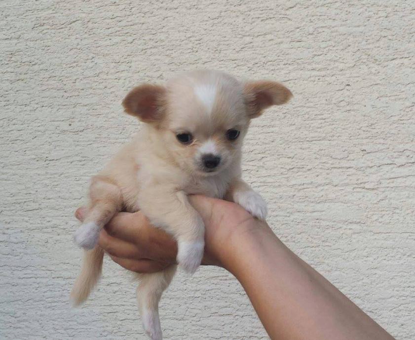 Dugodlake CIVAVE - izlozbenog kvaliteta