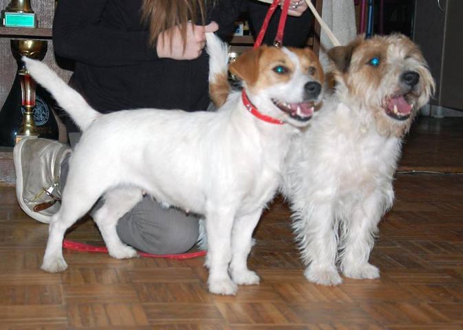 DZEK RASEL terijer - novo leglo, vrhunskog porekla