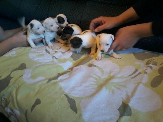 Dzek Rasel terijer - stenci odlicnog porekla