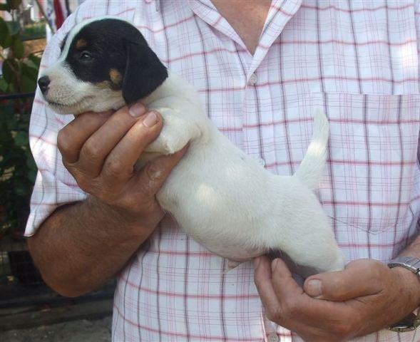 Dzek Rasel terijer - stenci od roditelja sampiona
