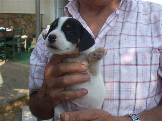 Dzek Rasel terijer - stenci od roditelja sampiona