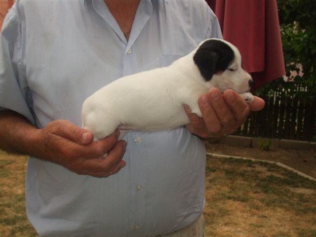 Dzek Rasel terijer - stenci od roditelja sampiona