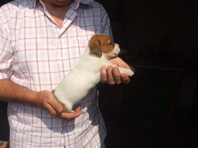 Dzek Rasel terijer - stenci od roditelja sampiona