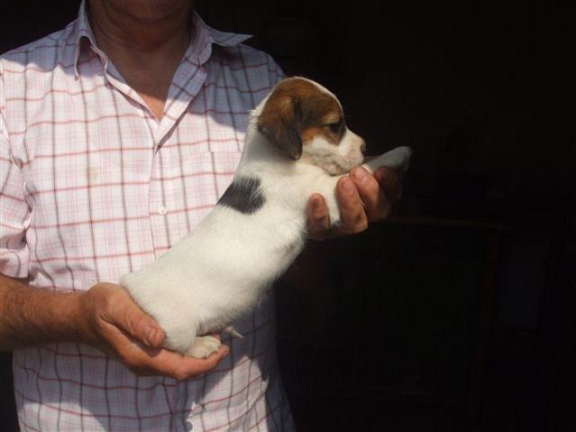 Dzek Rasel terijer - stenci od roditelja sampiona