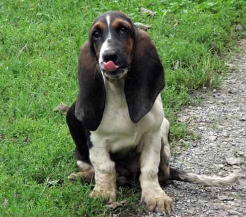 Engleski Basset štene