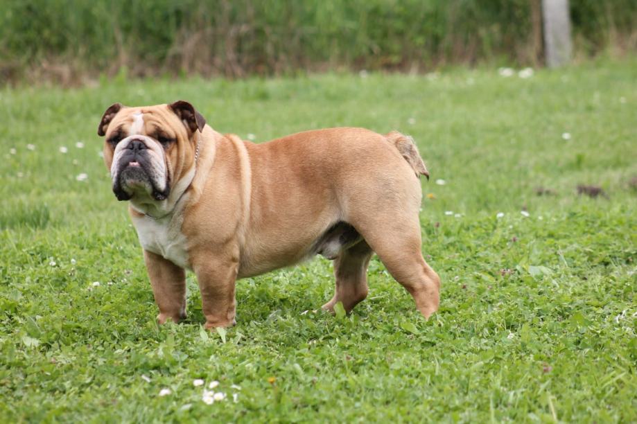 Engleski buldog