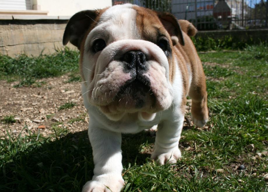 Engleski buldog