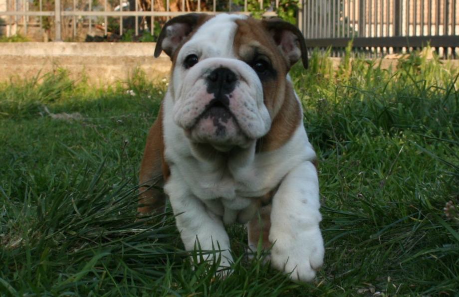 Engleski buldog