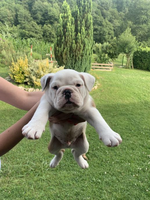 Engleski buldog štenci