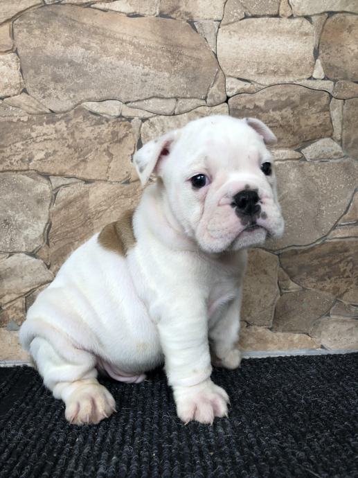 engleski buldog štenci