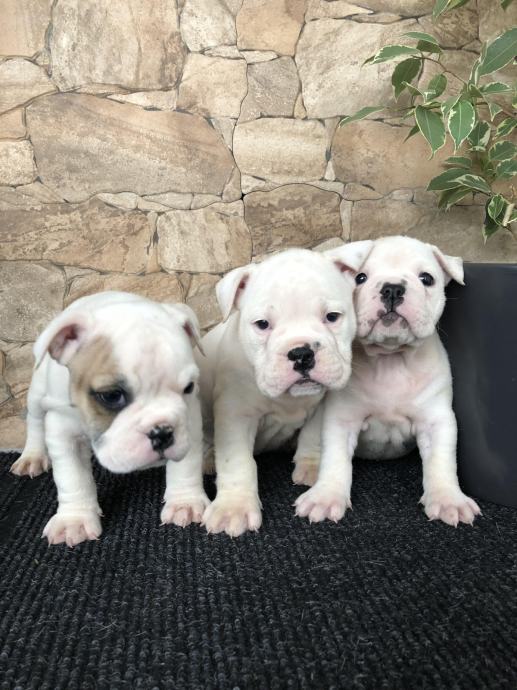 engleski buldog štenci