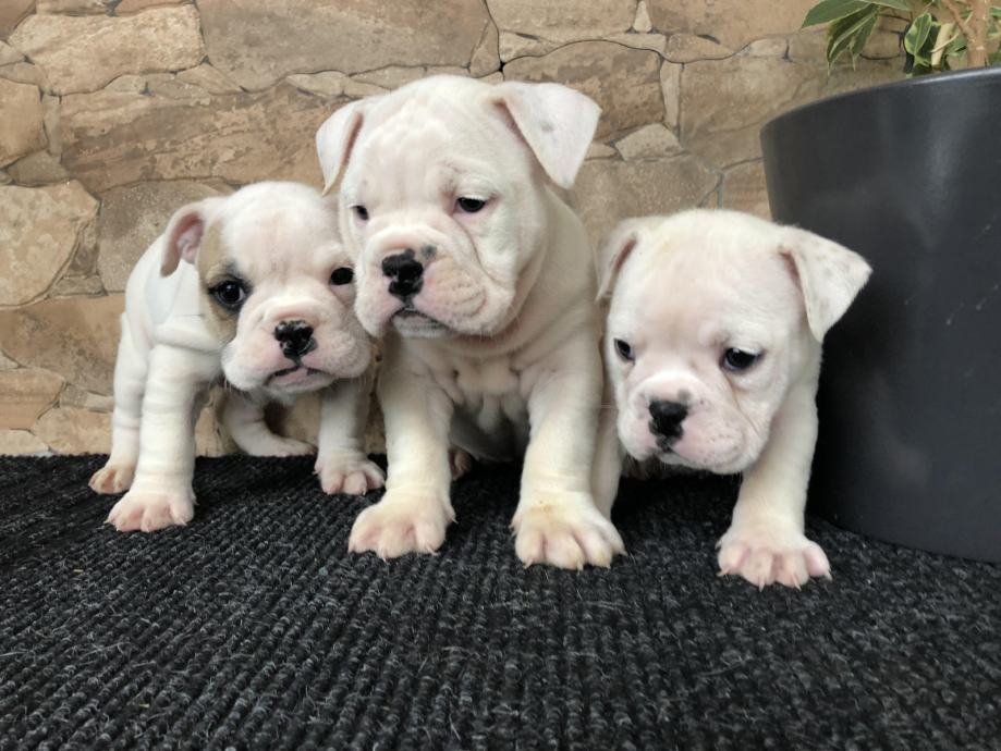 engleski buldog štenci