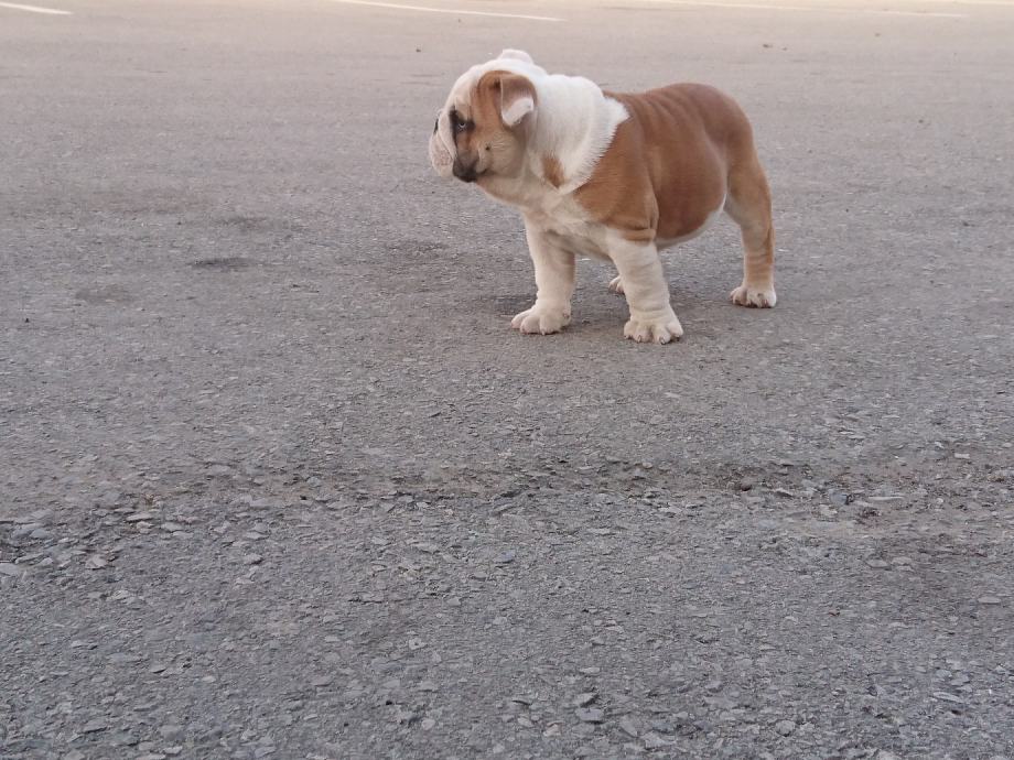 Engleski buldog stenci