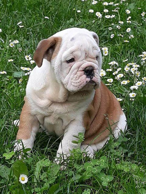 ENGLESKI BULDOG ŠTENCI
