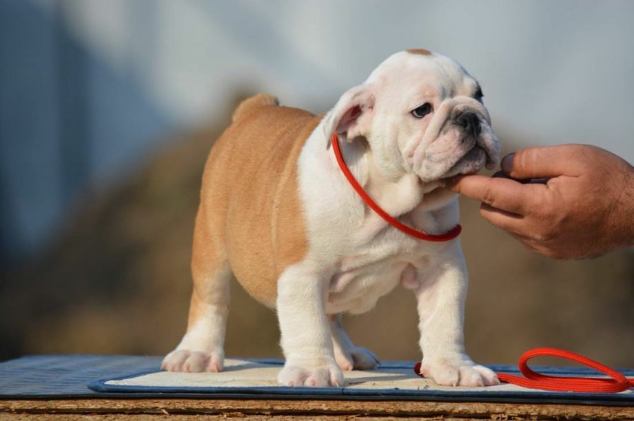 Engleski Buldog štene - English Bulldog