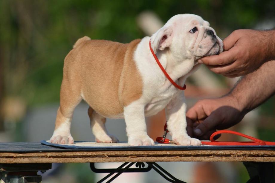 Engleski Buldog štene - English Bulldog