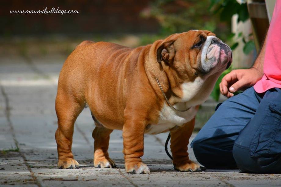 ***Engleski Buldog štene - English Bulldog***